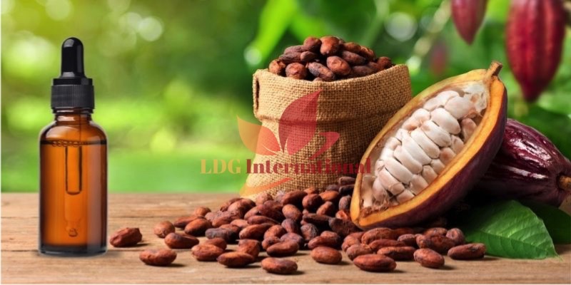 Cocoa Absolute Oil Supplier | Pure & Natural Extracts