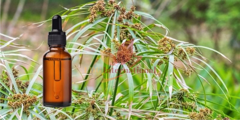 Cypriol Oil Exporter | Bulk & Wholesale