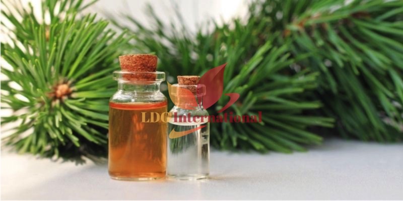 Fir Balsam Absolute Oil Manufacturer | Pure & Natural Extracts