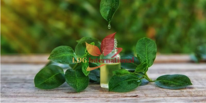 Green Tea Absolute Oil Manufacturer | Pure & Natural Extracts