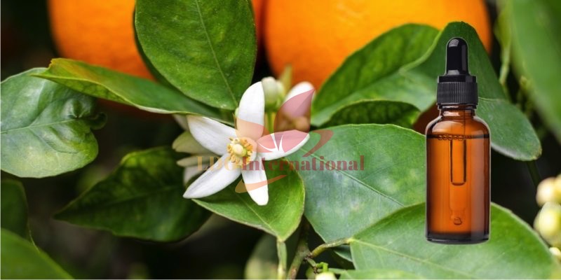 Orange Blossom Absolute Oil Supplier | Pure & Natural Extracts